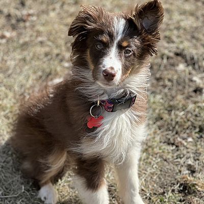 Prior Lake, MN - Australian Shepherd. Meet Joey a Pet for Adoption ...