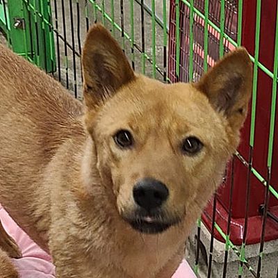 Los Angeles, CA - Jindo/Spitz (Unknown Type, Medium). Meet Agnes a Pet ...