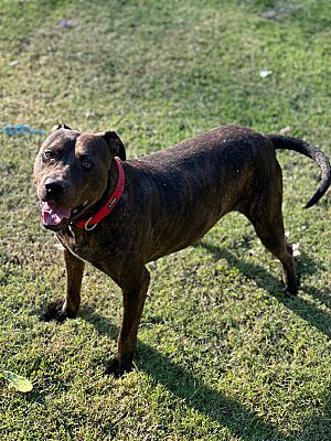 Southbury, CT - American Staffordshire Terrier/Boxer. Meet Fred a Pet ...