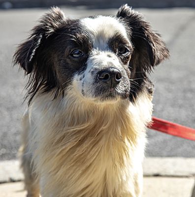 Brooklyn, NY - Spaniel (Unknown Type). Meet Donna a Pet for Adoption ...
