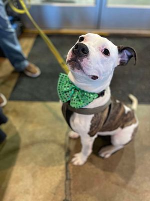 Derwood, MD - Pit Bull Terrier. Meet Randy a Pet for Adoption ...