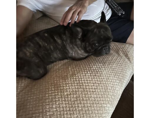 Lenexa, KS - French Bulldog. Meet Fireball a Pet for Adoption ...