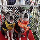 Boston Terrier Puppies - Boston Terrier Rescue and Adoption