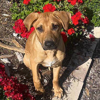 San Diego, CA - Rhodesian Ridgeback/Mixed Breed (Medium). Meet Adaline ...