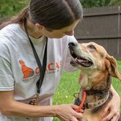 Sparta, NJ - Beagle/Labrador Retriever. Meet Mya a Pet for Adoption ...