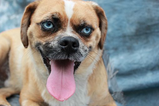 Crawfordville, FL - Pug/Australian Shepherd. Meet Odie a Pet for ...