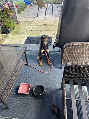 Homestead, FL - Rottweiler/Mutt. Meet Mia a Pet for Adoption ...