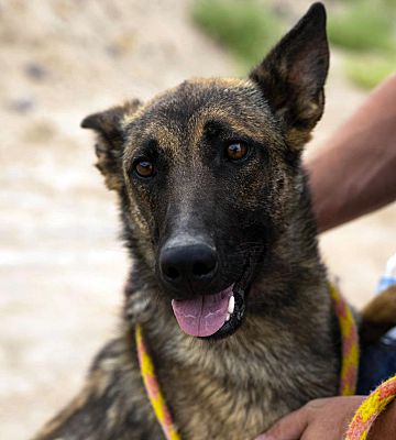 Fallon, NV - German Shepherd Dog/Belgian Malinois. Meet EVVA a Pet for ...