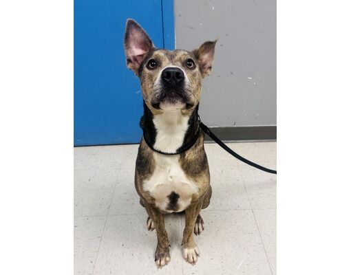 Gulfport, MS - Shepherd (Unknown Type)/Mixed Breed (Medium). Meet ...