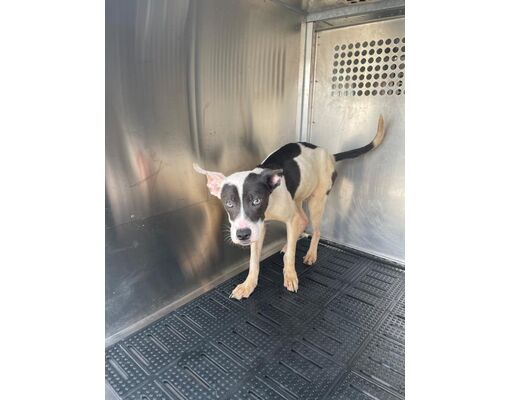 Austin, TX - Manchester Terrier. Meet A907640 a Pet for Adoption ...