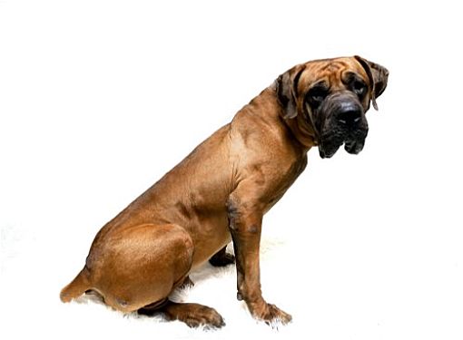 Derwood, MD - Tosa Inu/Mastiff. Meet Goliath a Pet for Adoption ...