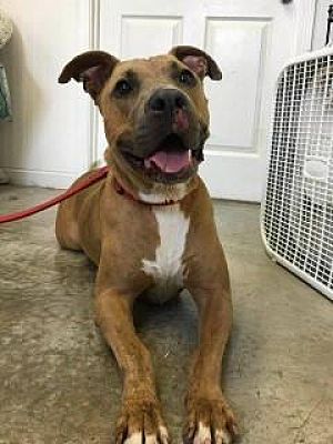 Butler, KY - American Bulldog. Meet Hobo a Pet for Adoption - AdoptaPet.com