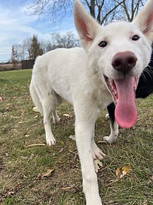 Lewis Center, OH - Siberian Husky/Shepherd (Unknown Type). Meet Jack ...