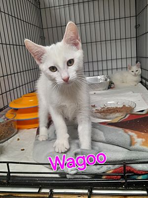 Rome, GA - Domestic Mediumhair. Meet Wagoo a Pet for Adoption ...