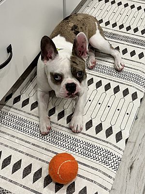 Melbourne, FL - French Bulldog. Meet Atticus a Pet for Adoption ...