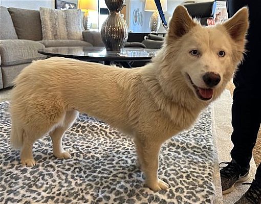 newfoundland, PA - Corgi/Husky. Meet Luna a Pet for Adoption ...
