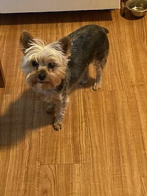 Coldwater, MI - Yorkie, Yorkshire Terrier. Meet Poppy a Pet for ...
