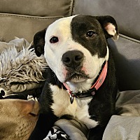 Adoptable Pets – Rover Rescue