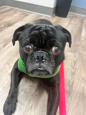 Wethersfield, CT - Pug. Meet Marty Feldman a Pet for Adoption ...