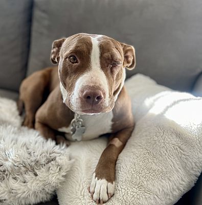 Denver, CO - Pit Bull Terrier. Meet Joy a Pet for Adoption - AdoptaPet.com