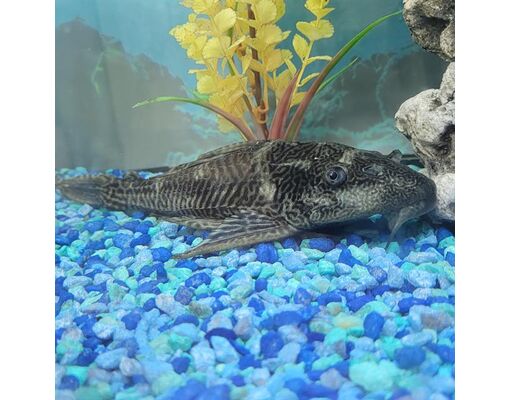 Pueblo, CO - Fish. Meet BUBBLES MCFIN a Pet for Adoption - AdoptaPet.com