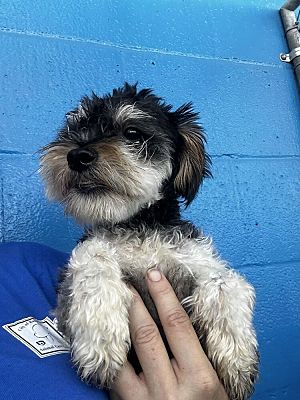 Airdrie, AB - Yorkie, Yorkshire Terrier/Shih Tzu. Meet Firework a Pet ...