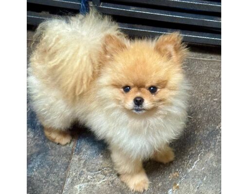 Blue Ridge, GA - Pomeranian. Meet Cubby a Pet for Adoption - AdoptaPet.com
