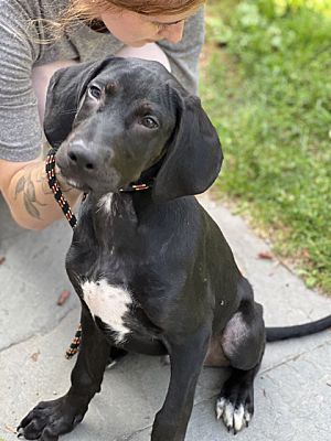 Sparta, NJ - Treeing Walker Coonhound/Labrador Retriever. Meet ...