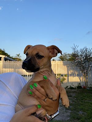 Miami, FL - Chiweenie/American Pit Bull Terrier. Meet Lucky a Pet for ...