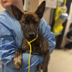 Bullhead City, AZ - Dutch Shepherd/Mixed Breed (Medium). Meet Henry a ...