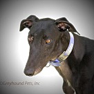 Greyhound Puppies - Greyhound Rescue and Adoption Near You