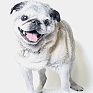 Pug Puppies - Pug Rescue and Adoption Near You