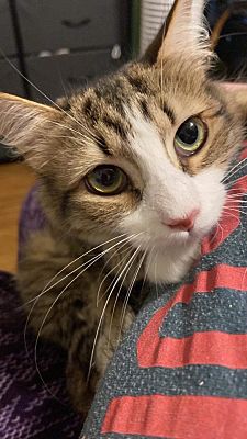 Ridgely, MD - Domestic Shorthair. Meet Ariel a Pet for Adoption ...