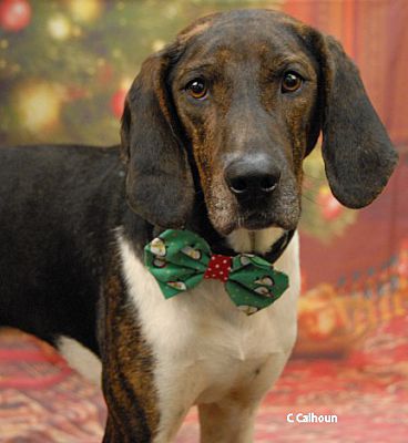 Newland, NC - Plott Hound/Treeing Walker Coonhound. Meet Freckles a Pet ...