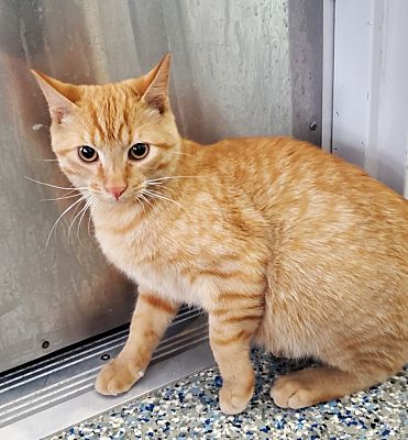 Angola, IN - Domestic Shorthair. Meet Dirk a Pet for Adoption ...