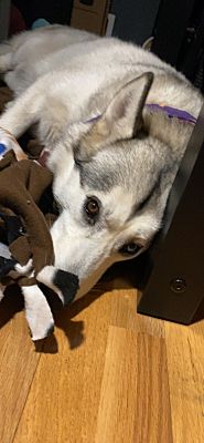 Oxnard, CA - Husky. Meet Nova a Pet for Adoption - AdoptaPet.com
