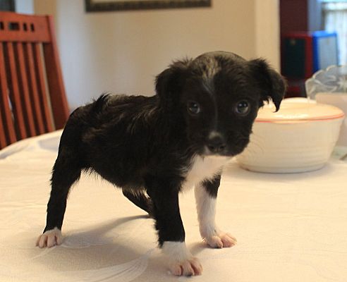 Joliet, IL - Boston Terrier/Yorkie, Yorkshire Terrier. Meet Pearl a Pet ...