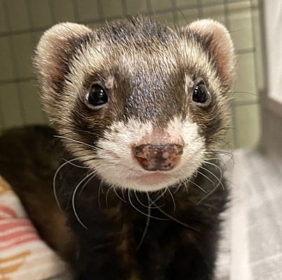 St. Paul, MN - Ferret. Meet Suit a Pet for Adoption - AdoptaPet.com