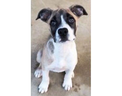 Avon, IN - Boxer/Mixed Breed (Medium). Meet Sadie a Pet for Adoption ...