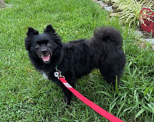 Alexandria, VA - Pomeranian/Terrier (Unknown Type, Medium). Meet Felly ...