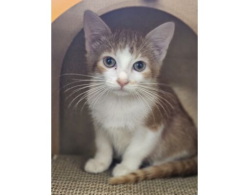 Independence, MO - Domestic Shorthair/Domestic Mediumhair. Meet Tawny a ...