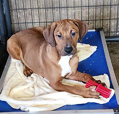 Southbury, CT - Boxer/Weimaraner. Meet Bumblebee ~ meet me! a Pet for ...