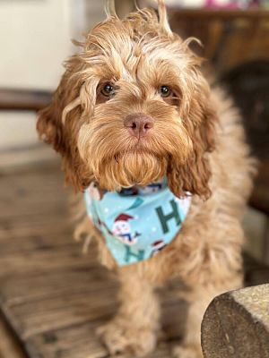 WAYNE, NJ - Cockapoo. Meet Pippa a Pet for Adoption - AdoptaPet.com