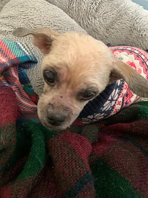 Barron, WI - Shih Tzu/Yorkie, Yorkshire Terrier. Meet Ginger a Pet for ...