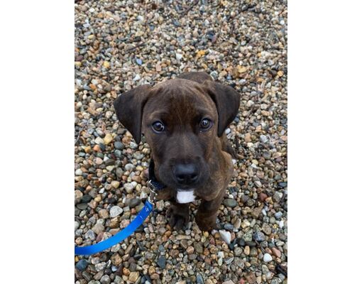 Boston, MA - Labrador Retriever. Meet ISABELLE a Pet for Adoption ...