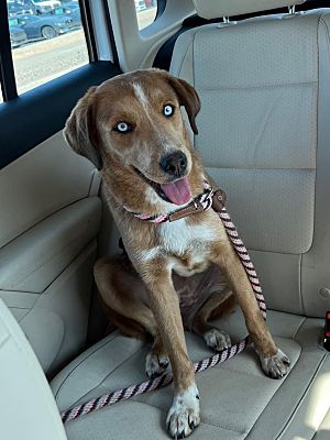 Albuquerque, NM - Australian Cattle Dog. Meet Chiquita a Pet for ...