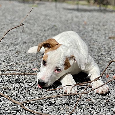 Chicago, IL - Shepherd (Unknown Type)/Rottweiler. Meet Mycroft a Pet ...