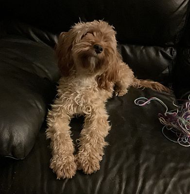 Austin, TX - Cavapoo. Meet Lilly a Pet for Adoption - AdoptaPet.com