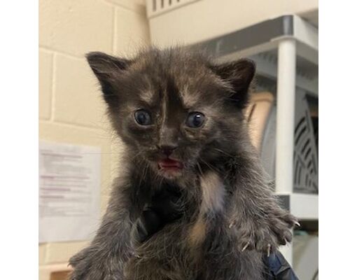 Memphis, TN - Domestic Shorthair. Meet Taco cat spelled backwards a Pet ...