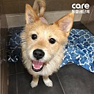 Corgi Puppies - Corgi Rescue and Adoption Near You